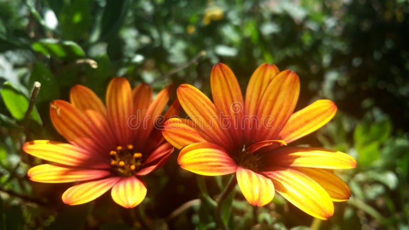 Twinning Flowers stock image. Image of glow, plants, twinning - 94934929