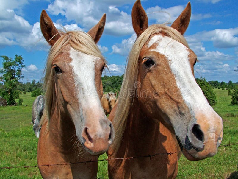 Twins stock photo. Image of breeding, riding, horses, pets - 1121304