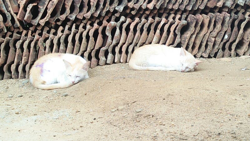 Twins Lazy Cats are Sleeping in an Angry Mood Stock Image - Image of ...