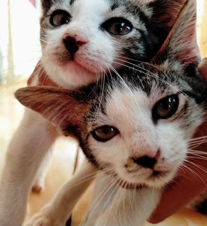 Twins stock photo. Image of twins, animal, nice, twin - 221183622