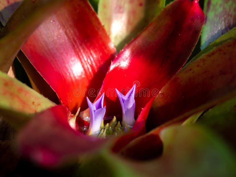 Twins Purple Bromeliad Flowers Blooming Stock Photo - Image of forest ...