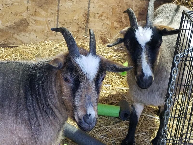 Twins are smiling stock image. Image of goats, horns - 160943437