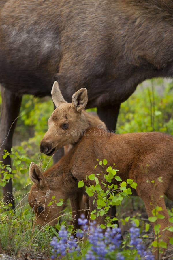 Twins Stock Image Image Of Wild Nose Protecting Furry 33254937
