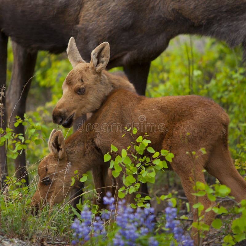 Moose 3 stock photo. Image of kiss, animals, moose, animal - 3201614