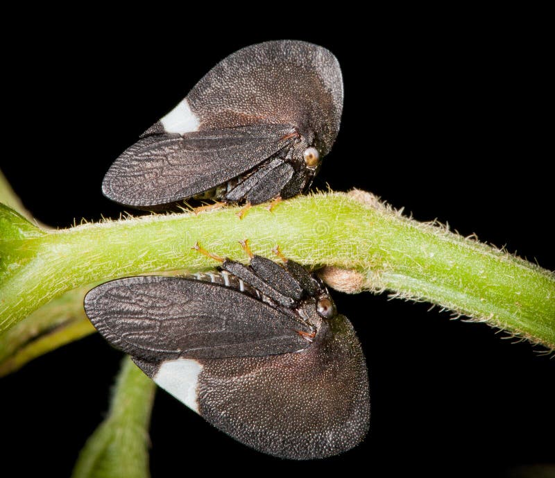 Twins stock photo. Image of insect, forest, rain, evening - 45118700