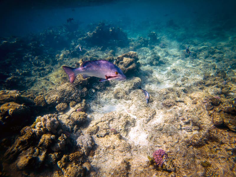 Twinspot Snapper Lutjanus Bohar Side View of Large Silver Fish Stock ...