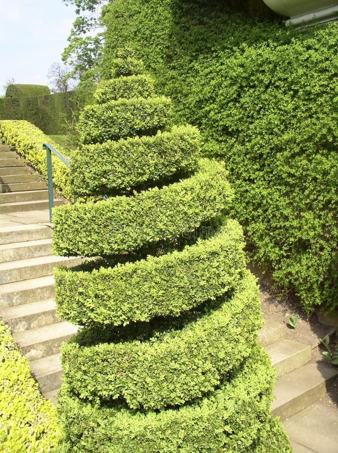 Twirly Oak Tree Branches In Autumn Colours Fall Leaf Leaves Tree Stock ...