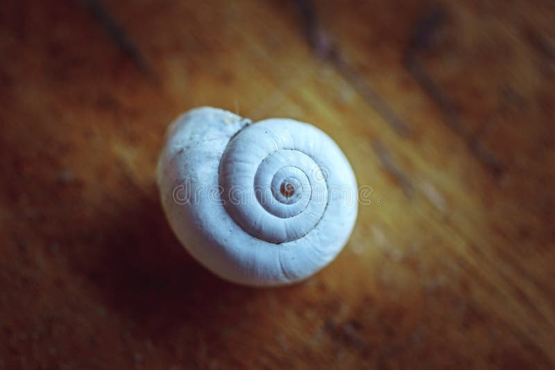 Seashell of Sea Snail European Wentletrap or Common Wentletrap ...