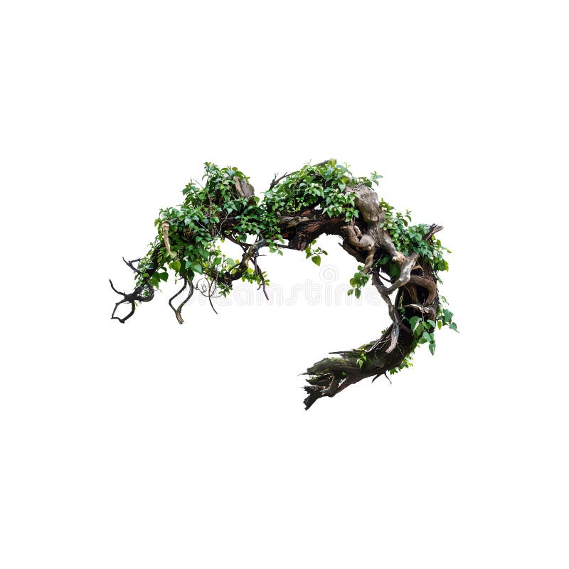 Twisted Ancient Tree Branch with Lush Green Leaves. Vector Illustration ...