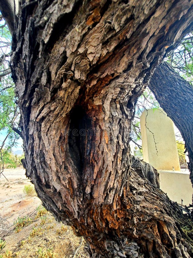 Twisted Arched Mesquite Tree Hole Bark Texture Trunk Desert Plant ...