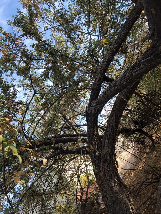 Twisted Arched Tree Branches Limbs in Nature Foliage Desert Photo Stock ...