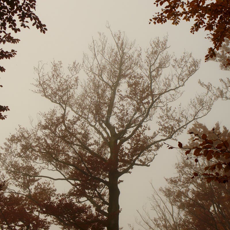 A twisted oak in autumn stock photo. Image of peaceful - 28238172