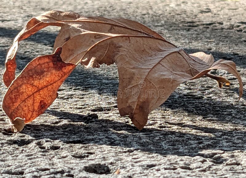 A Twisted Backlit Dry Maple Leaf Casting Its Shadow on the Rough Stone ...