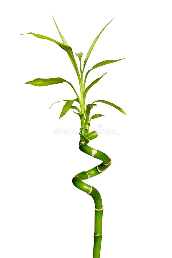Twisted bamboo stock image. Image of abstract, asia, luck - 478355