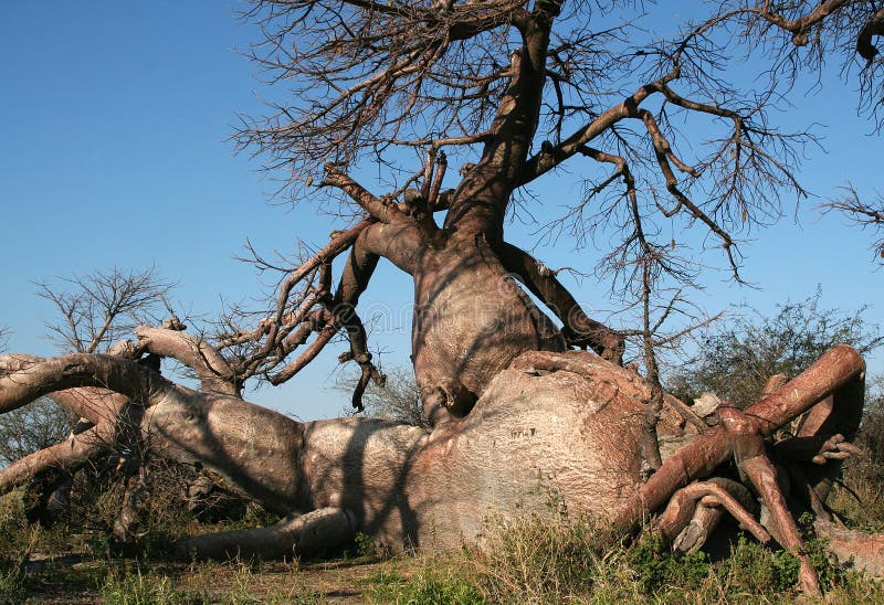 Twisted Baobab stock image. Image of landscape, baobab - 11469727