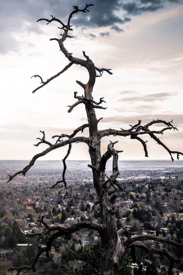Dead Twisted Pine Tree In The Wallow Mountains, NE Oregon, USA Stock ...
