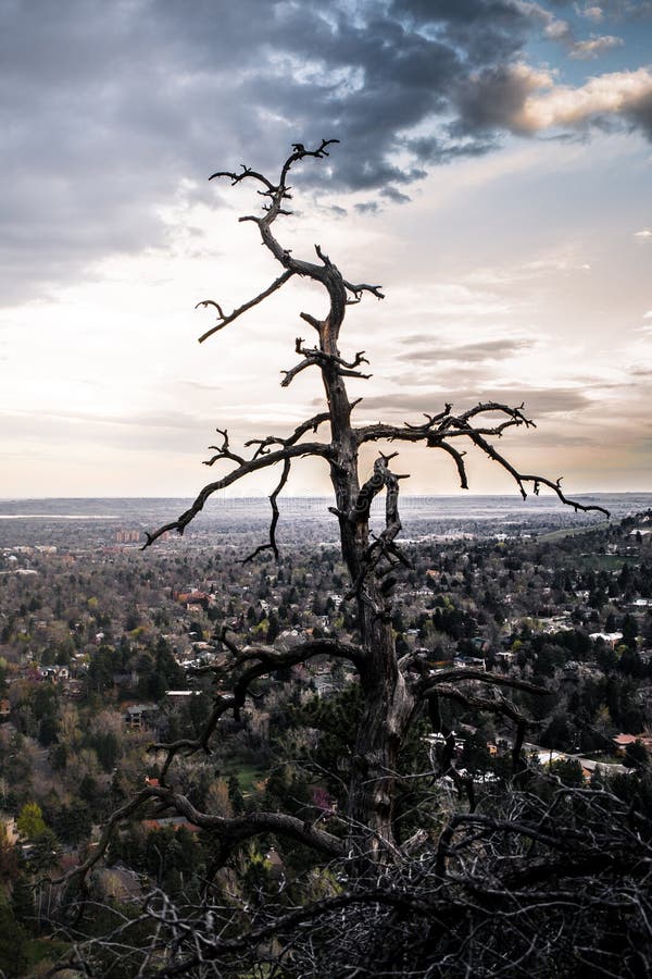 Twisted Bare Dead Tree on Mountain Stock Image - Image of scene ...