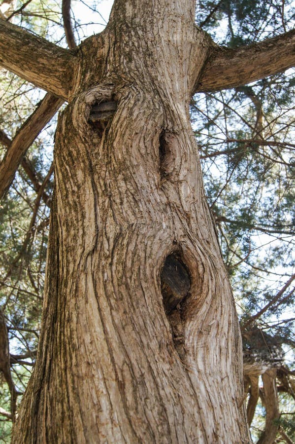 Twisted bark on a tree. stock image. Image of macro, landscapes - 73416267