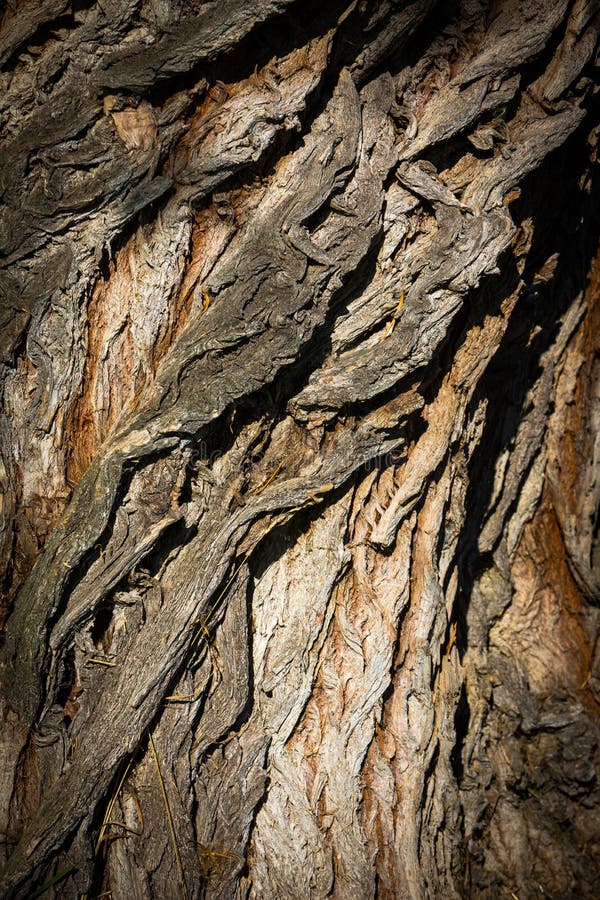 Twisted Bark of a Willow Tree in Detail Stock Photo - Image of place ...
