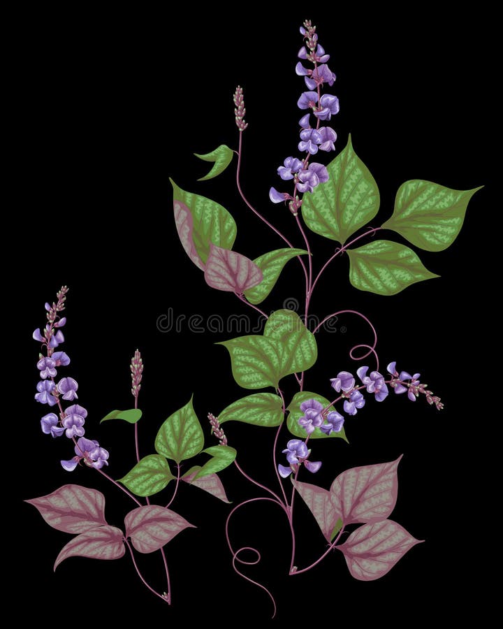 Twisted Lilac Stock Illustrations – 337 Twisted Lilac Stock ...