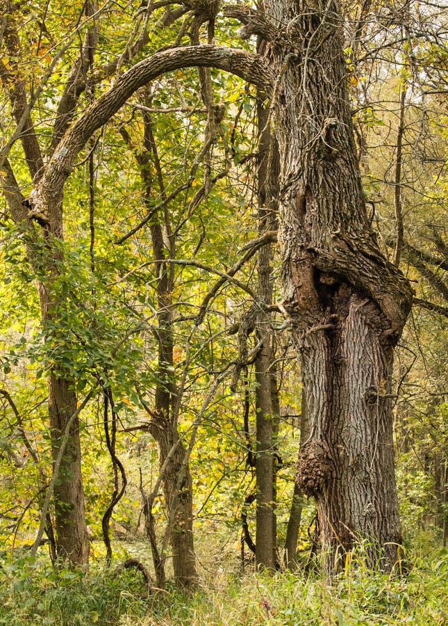 Gnarly Old Tree Arch beside River Stock Image - Image of leaves ...