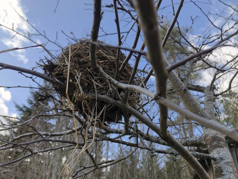 Twisted Bird S Nest on the Branches of a Tree Against the Blue Sky ...