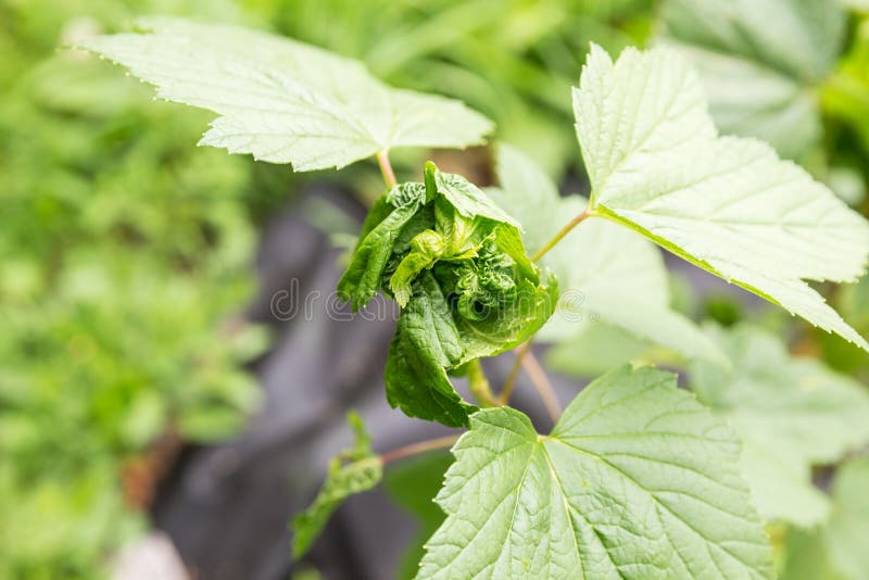 Plum Leaf Curl A Disease Caused By Aphids That Causes Curling Of The