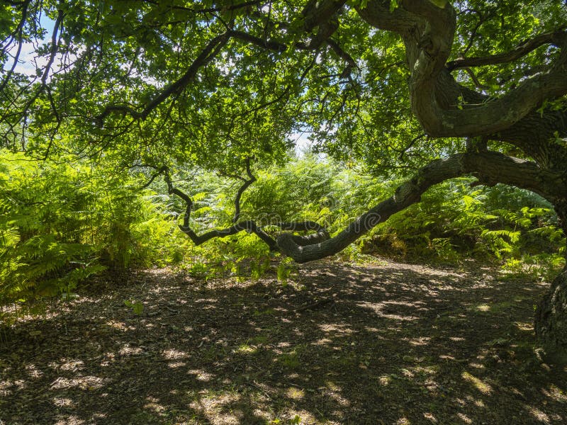 Ancient Oak Tree Branches in a Wood Stock Photo - Image of outdoors ...