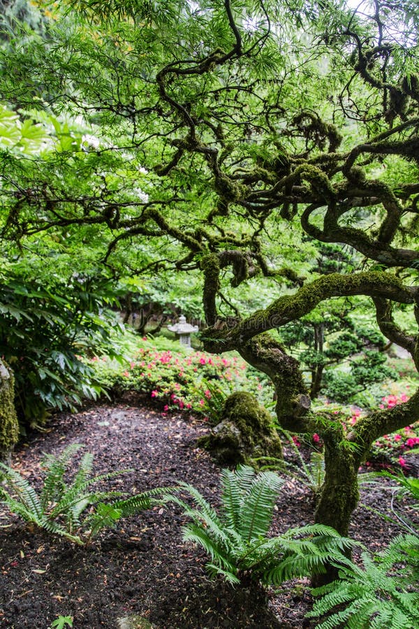 Twisted Branches on Small Tree Stock Photo - Image of spring, branches ...