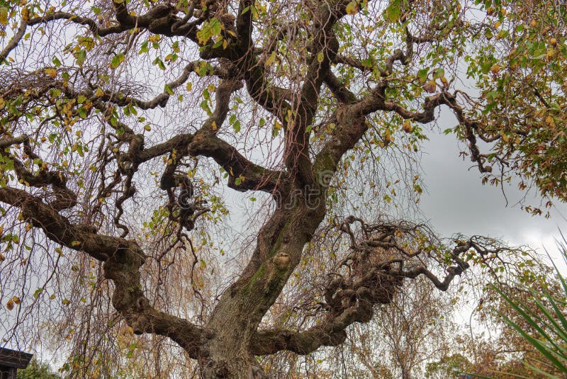 Twisted Branches of a Tree Against a Dull Sky Stock Photo - Image of ...