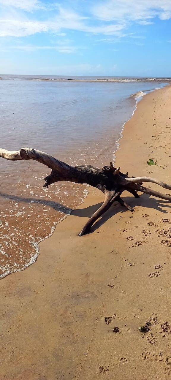 Twisted Brown Tree Branch on Deserted Beach Stock Image - Image of ...