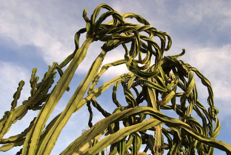 Twisted Cactus Against Sky. Stock Image - Image of garden, arid: 13240321