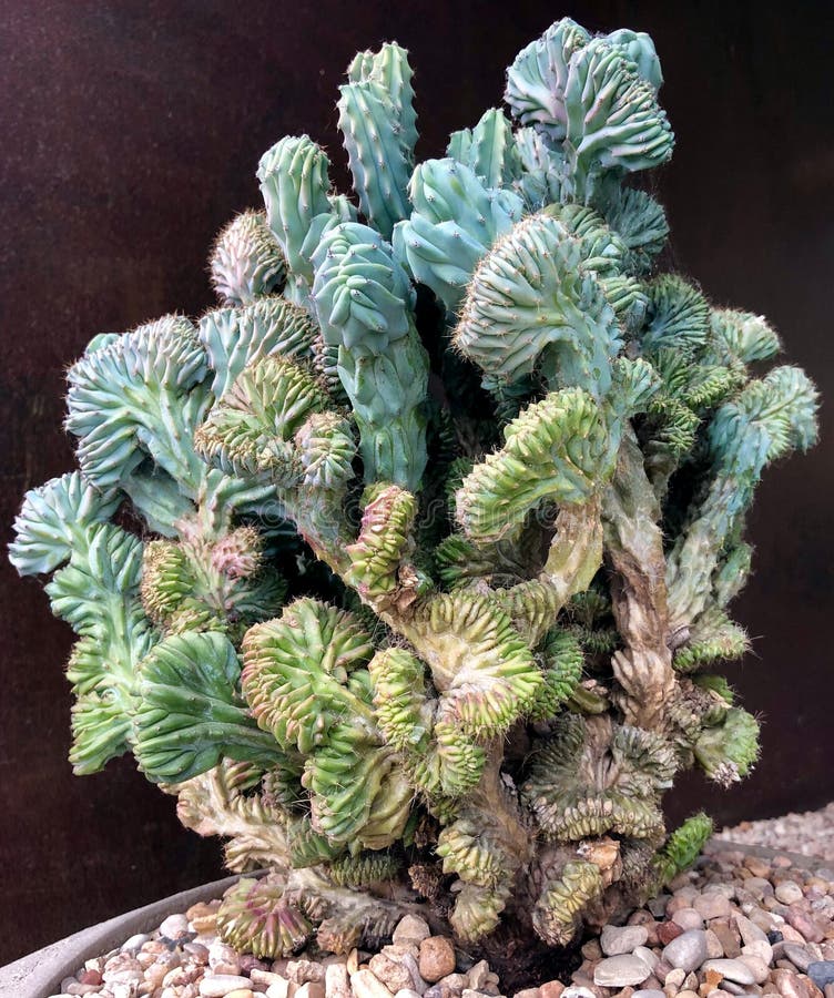Twisted Cactus Branches Against Blue Sea Water and Sky Stock Photo ...