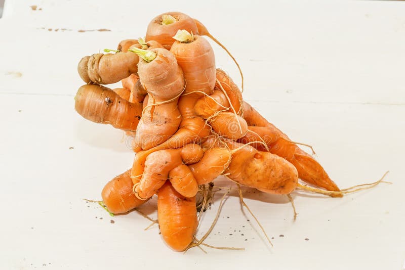 Twisted Carrots stock image. Image of knot, tangle, ripe - 42399765