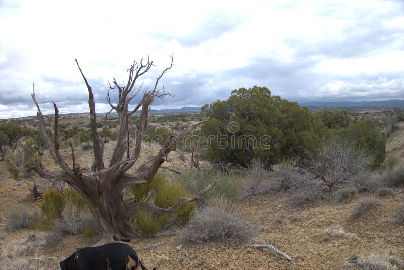 Twisted Cedar II stock photo. Image of landscape, unnamed - 92150218