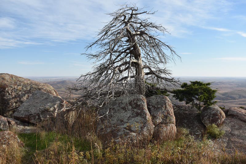 Twisted Cedar Tree Surrounded by Boulders at Mt Scott in Oklahoma ...