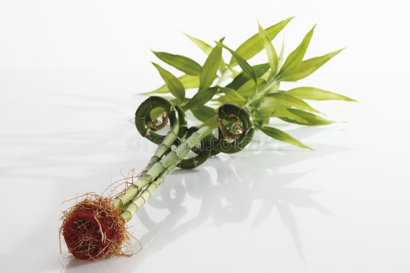 Twisted Chinese bamboo stock image. Image of decoration - 50489755