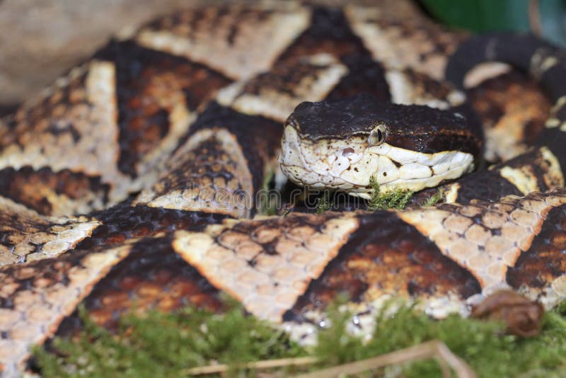 Chinese copperhead stock photo. Image of nosed, acutus - 343381102