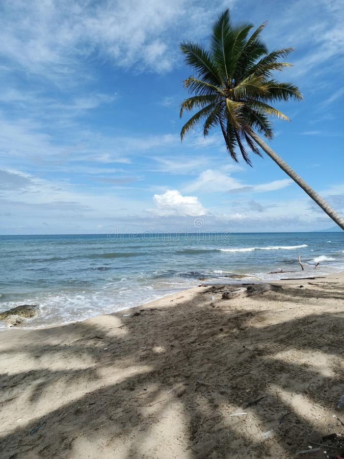 A Twisted Coconut Palm Tree at the Beach Stock Image - Image of tree ...