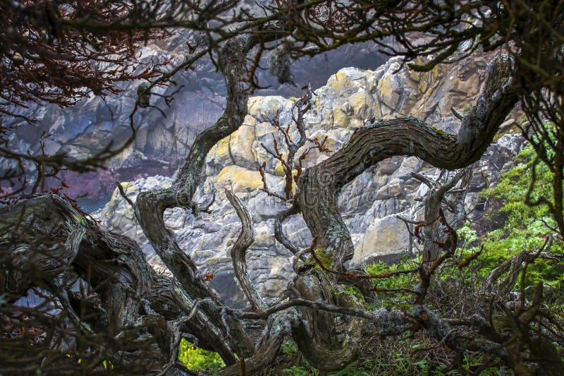 Twisted cypress tree top stock photo. Image of resilient - 146759452