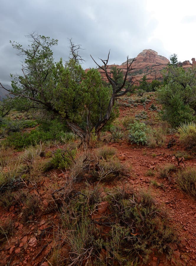Twisted Cypress Tree at Boynton Canyon Vortex Stock Image - Image of ...