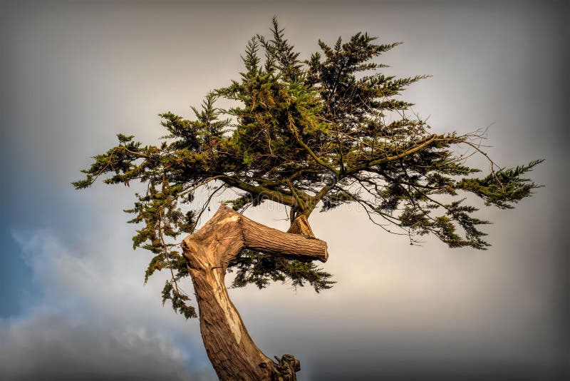 Twisted Cypress Tree Roots on a Coastal Cliff on Lands End Trail in San ...
