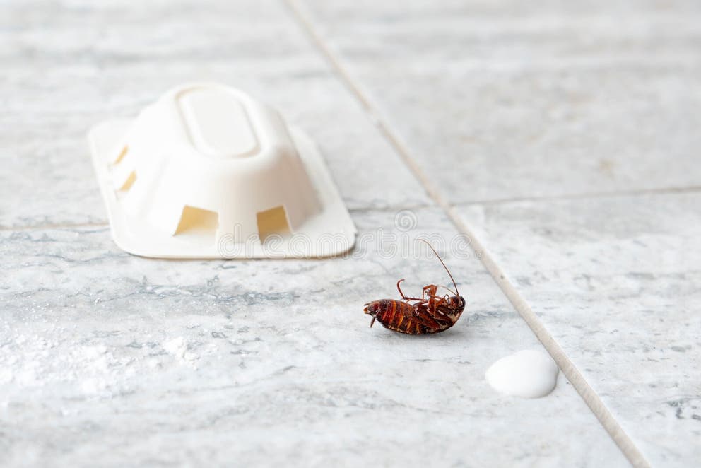 A Twisted Dead Cockroach with a Trap and a Drop of Poison in the ...