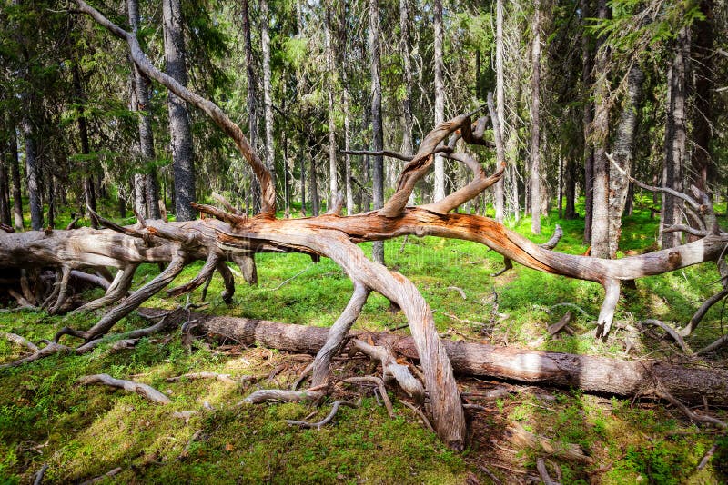 Twisted Mossy Tree stock image. Image of trunks, forest - 38112427