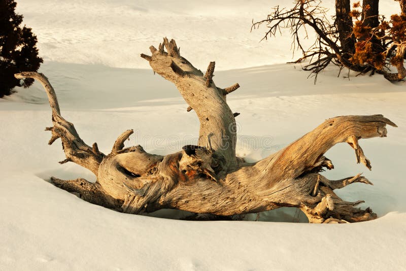 Twisted Dead Tree stock photo. Image of nature, trees - 23356900