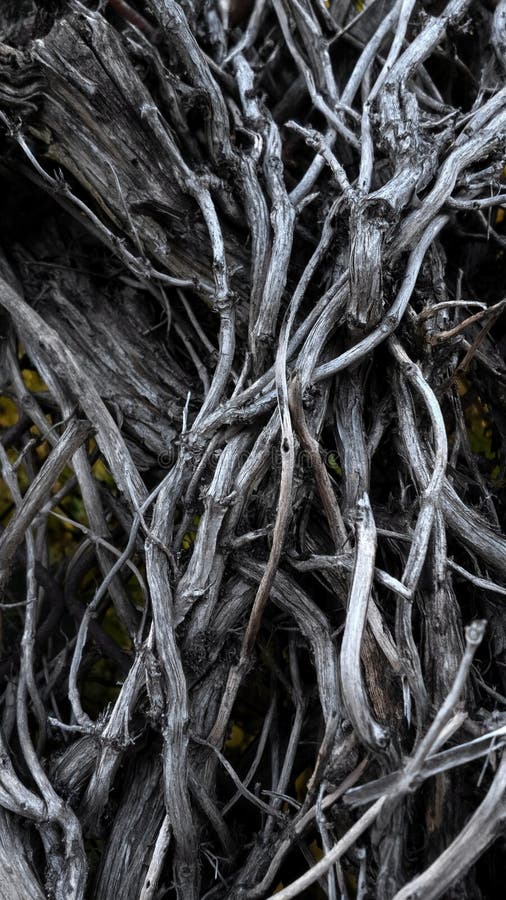 Twisted Dry Branches of an Old Tree Stock Photo - Image of scenic ...