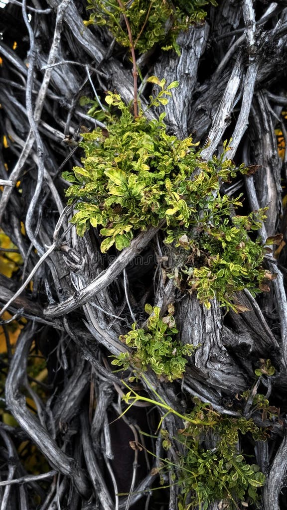 Twisted Dry Branches of an Old Tree Stock Image - Image of organic ...