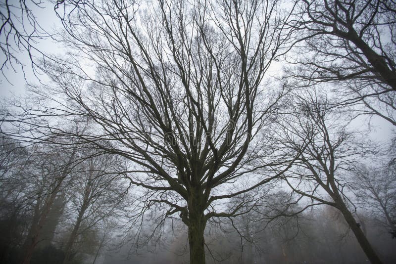 Twisted, Eerie Trees in Forest Stock Photo - Image of alone, hollow ...