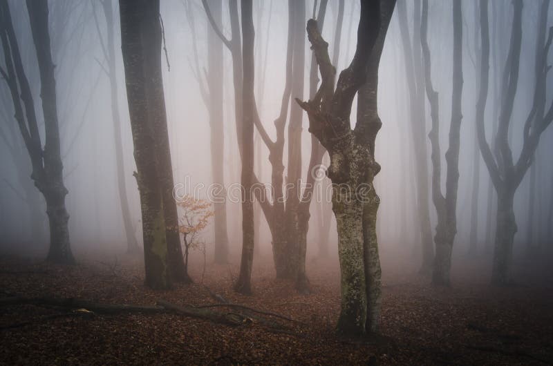 Twisted Enchanted Trees in a Mysterious Forest Stock Image - Image of ...