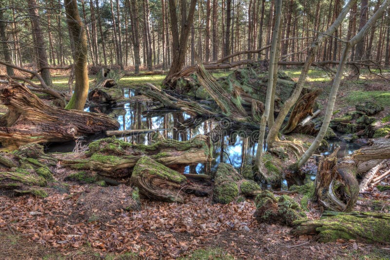 Twisted Tree roots stock photo. Image of environment - 40079522